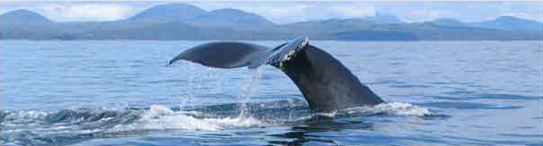 Contact - Annahootz Alaskan Adventures